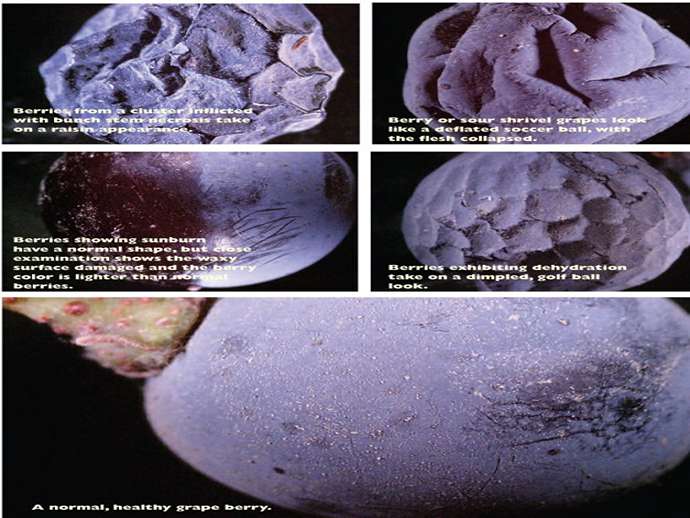 Berry Shrivel - Όλα το ίδιο;